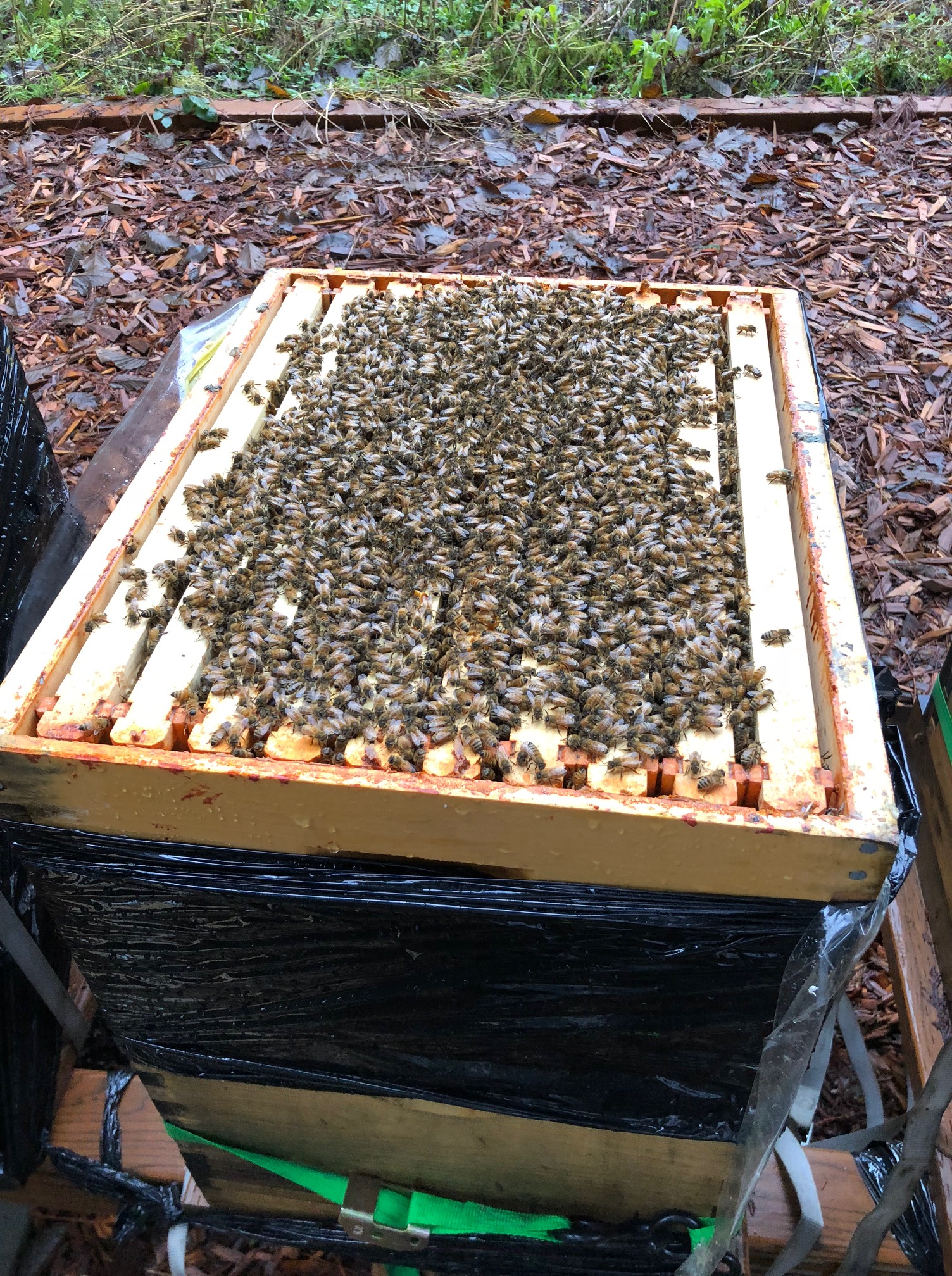 The Honey Bee’s Enemy #3 – Starvation | Local Honey from Happy Bees